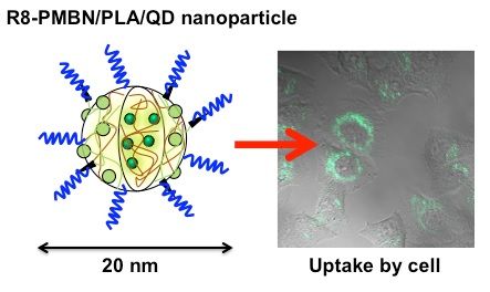 Imaging the Inside of Cells Using Polymeric Nanoparticles